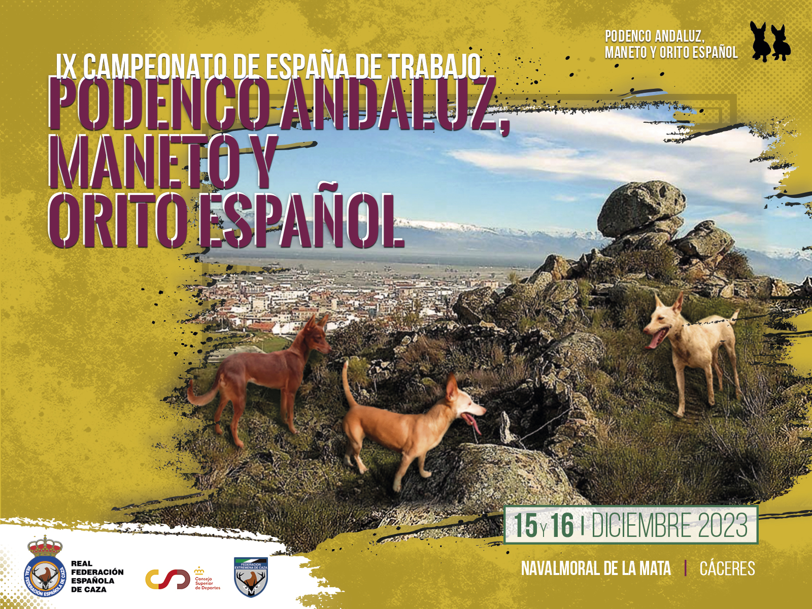 Navalmoral de la Mata decidirá a los campeones de España de Podenco ...